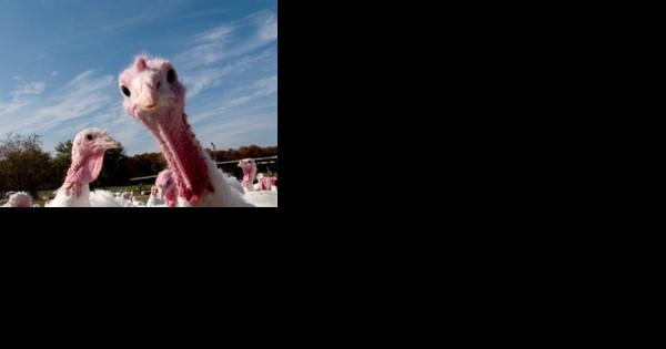 Columbus Science Pub presents: Talking (Organic) Turkey | The STEAM ...